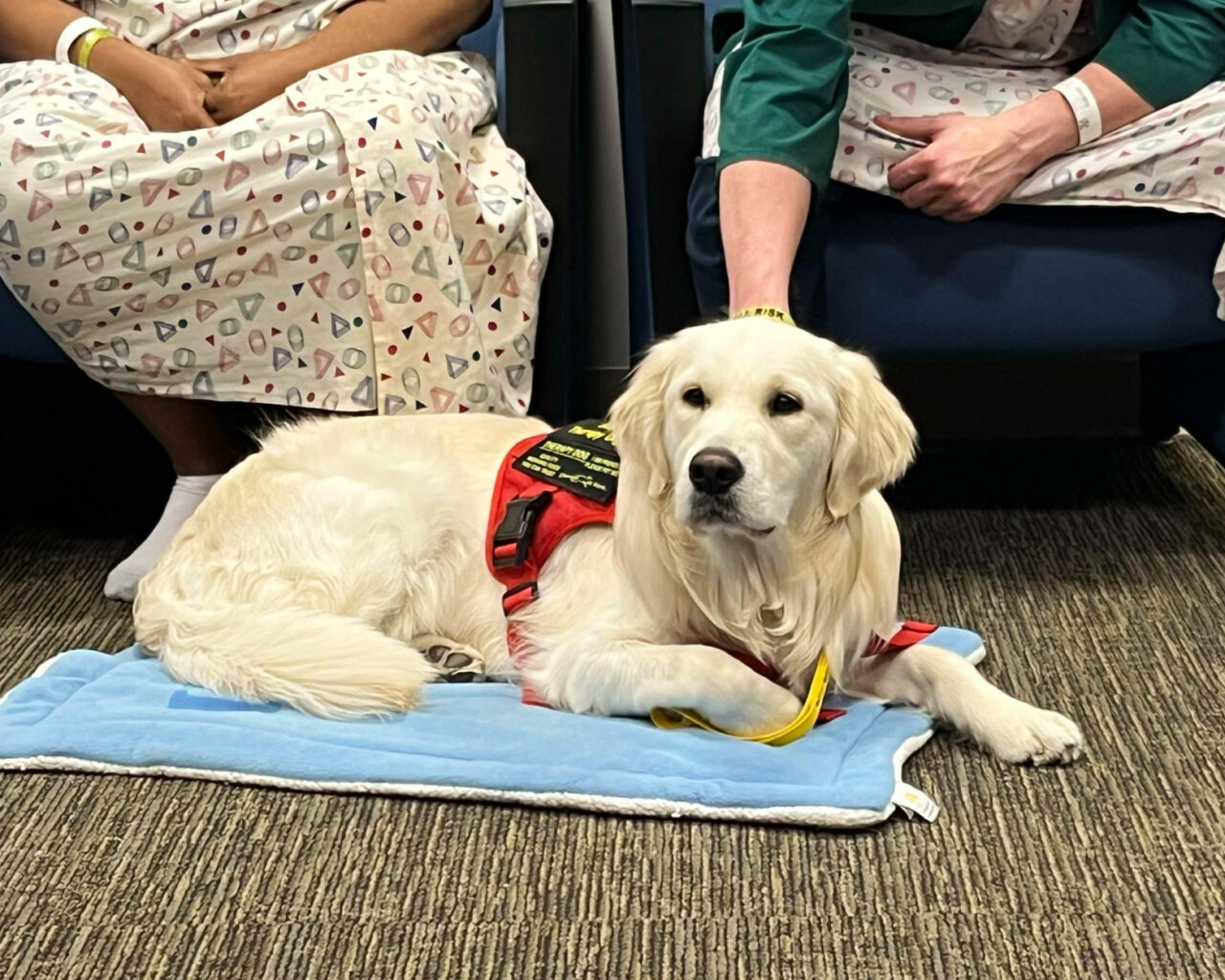 Therapy & Ministry Dogs | Dawgs at Work