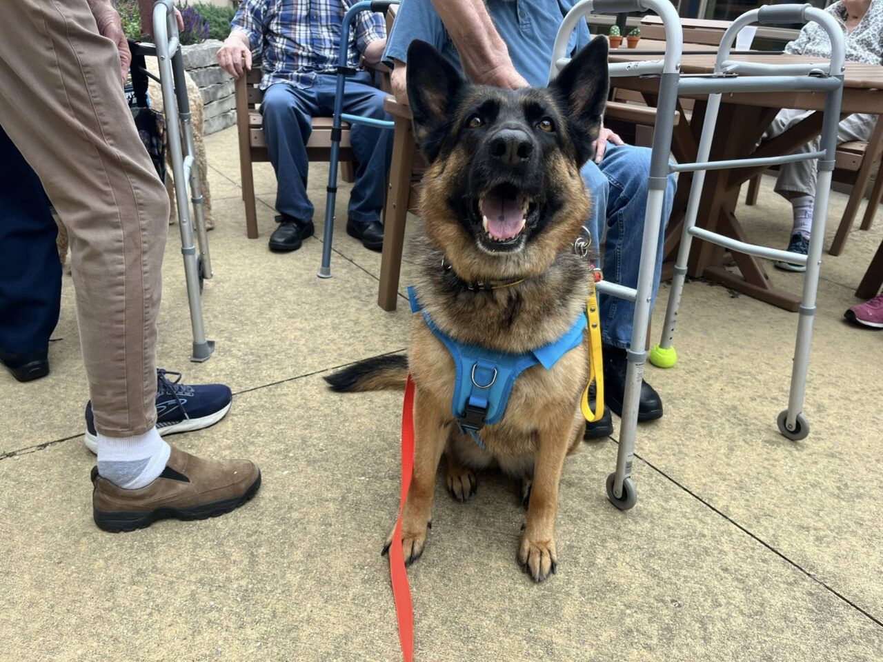 Service Dog Training Wisconsin | Therapy Dogs | Dawgs at Work